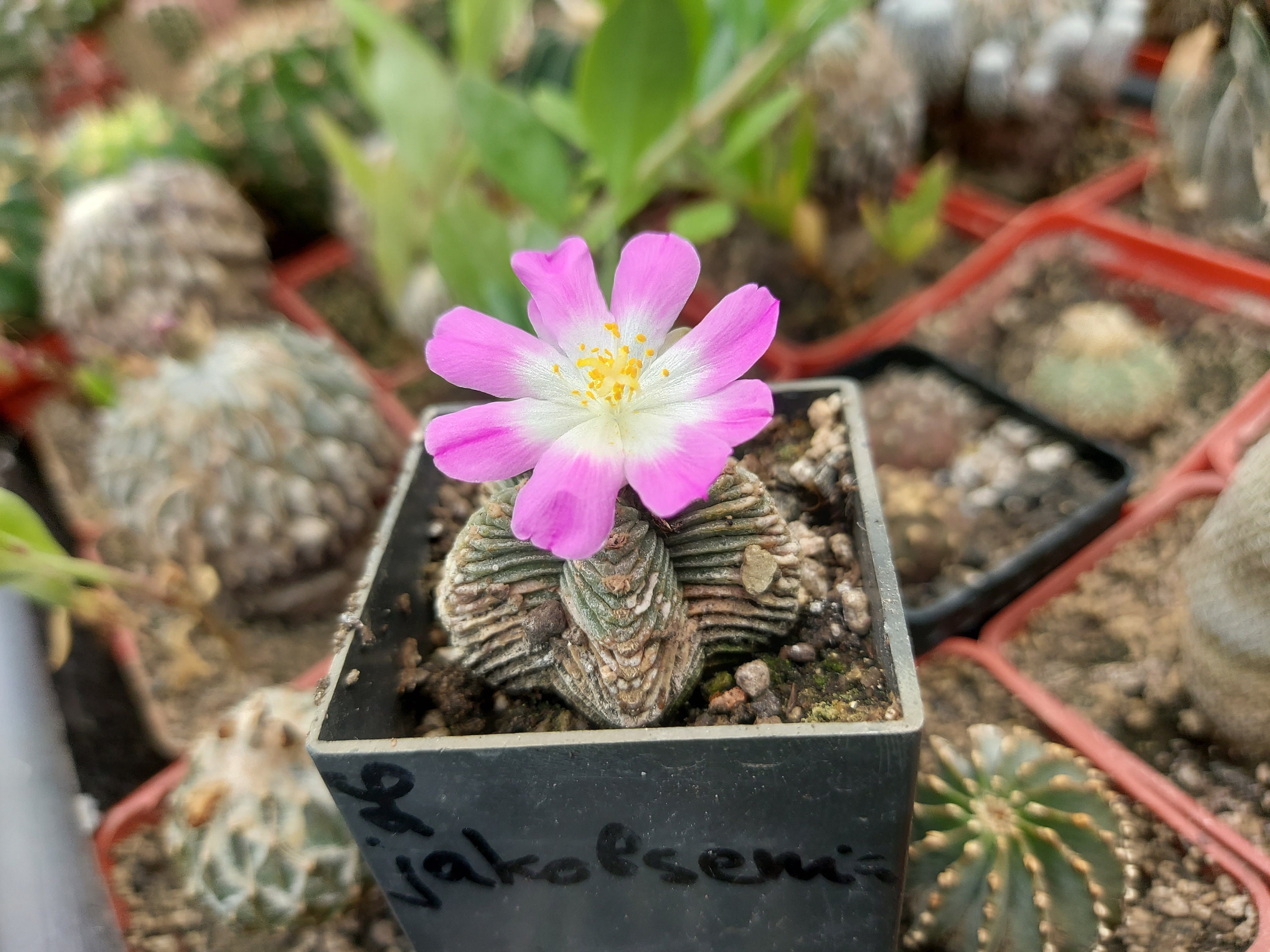 Aztekium valdezii 100 SEEDS frische Samen Kaktus Sukkulenten | Etsy