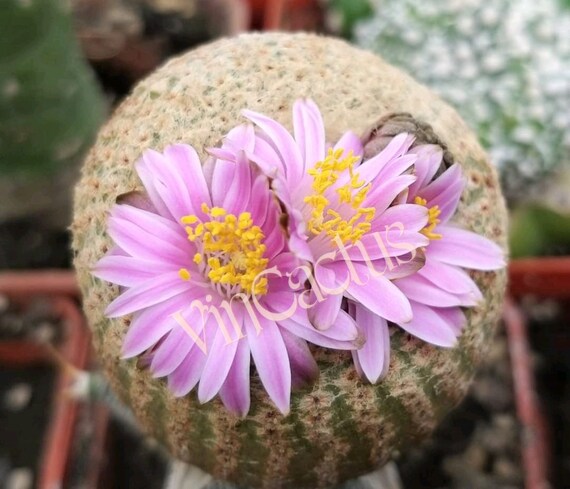 Yavia Cryptocarpa Very Rare Cactus Seeds 5 Seeds - Etsy