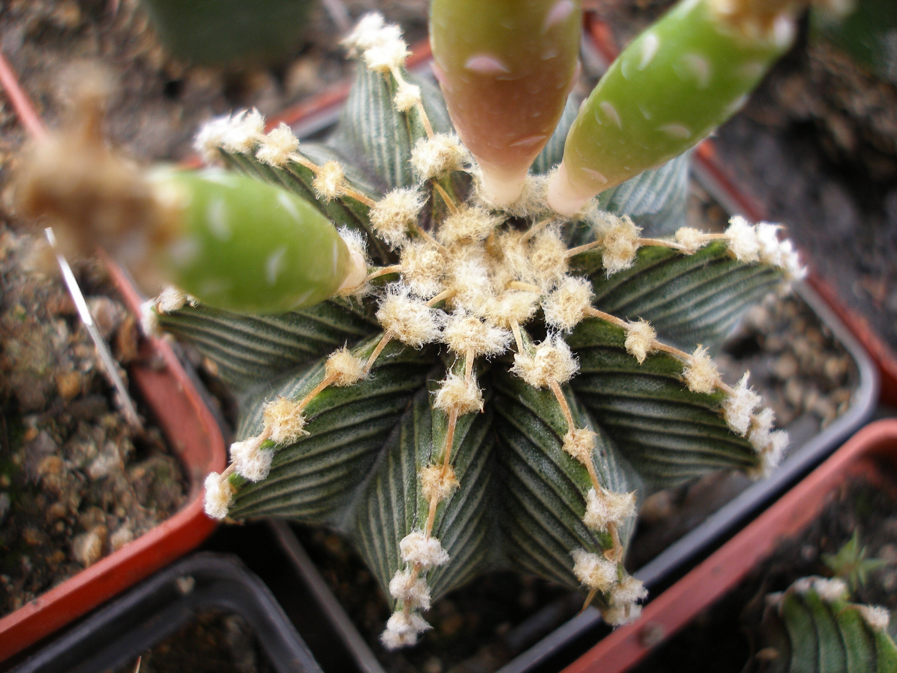 Gymnocalycium Friedrichii LB 2178 Agua Dulce 20 SEEDS RARE | Etsy