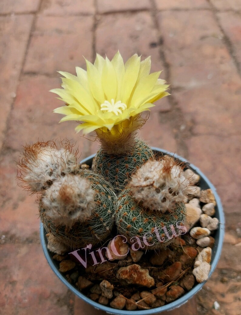 Frailea pygmaea var. gloriosa 10 seeds RARE cactus | Etsy