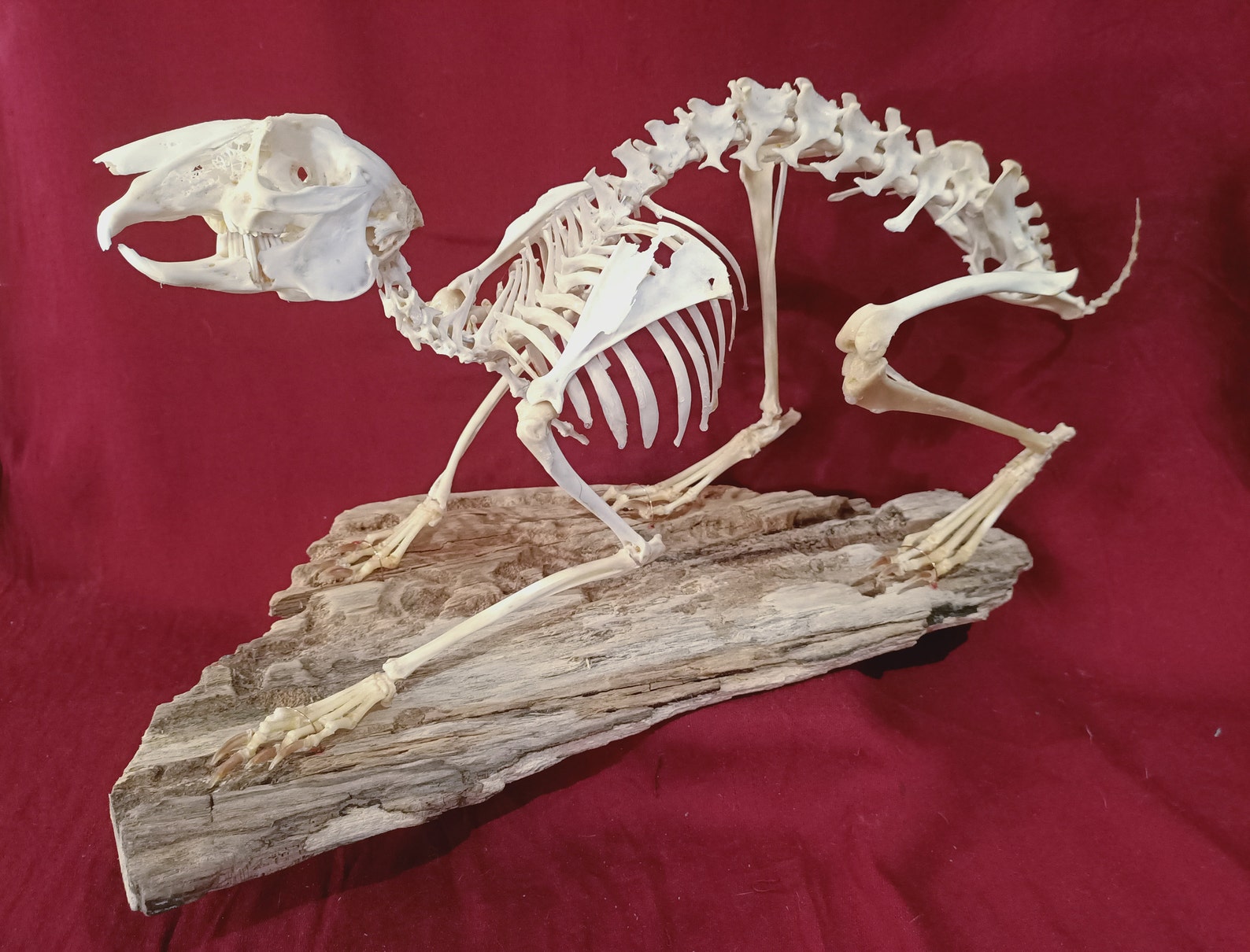 European Hare Articulated Skeleton Taxidermy | Etsy