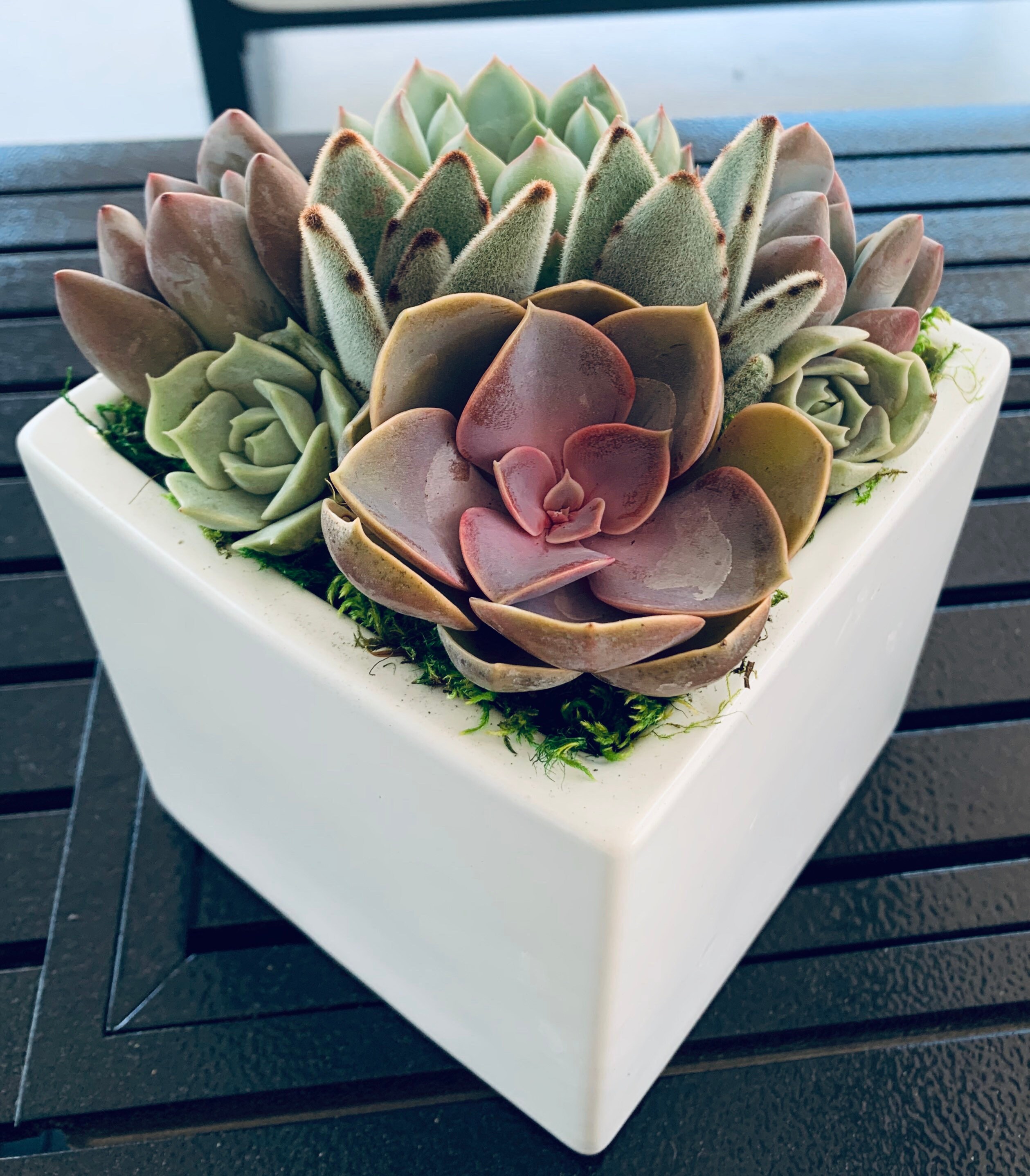 Square Container Filled With a Variety of Gorgeous Succulents!! - Etsy