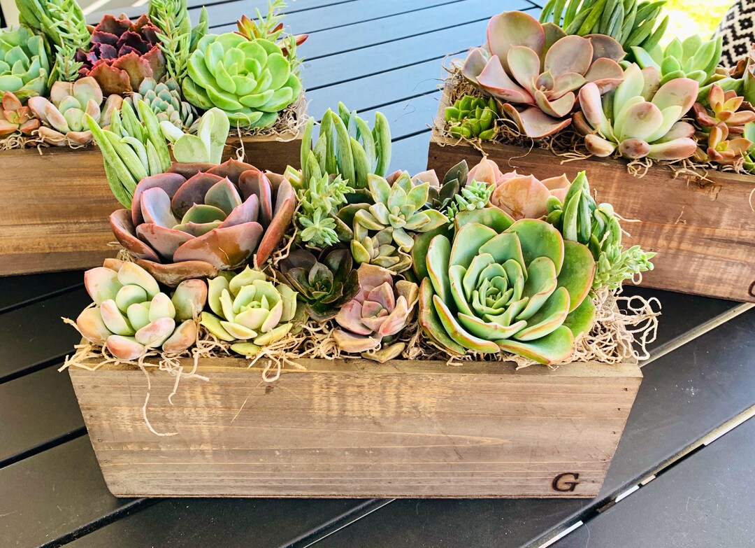 Farmhouse Succulent Arrangement!! - Etsy