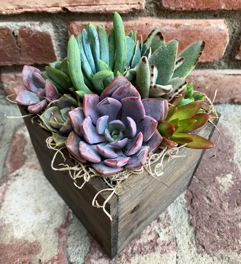 Stunning 5x5” Wood Box Arrangement - Etsy