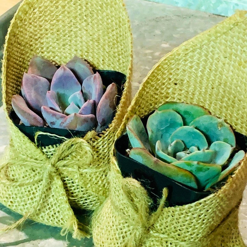 Burlap Wrapped Mini Succulents - Etsy