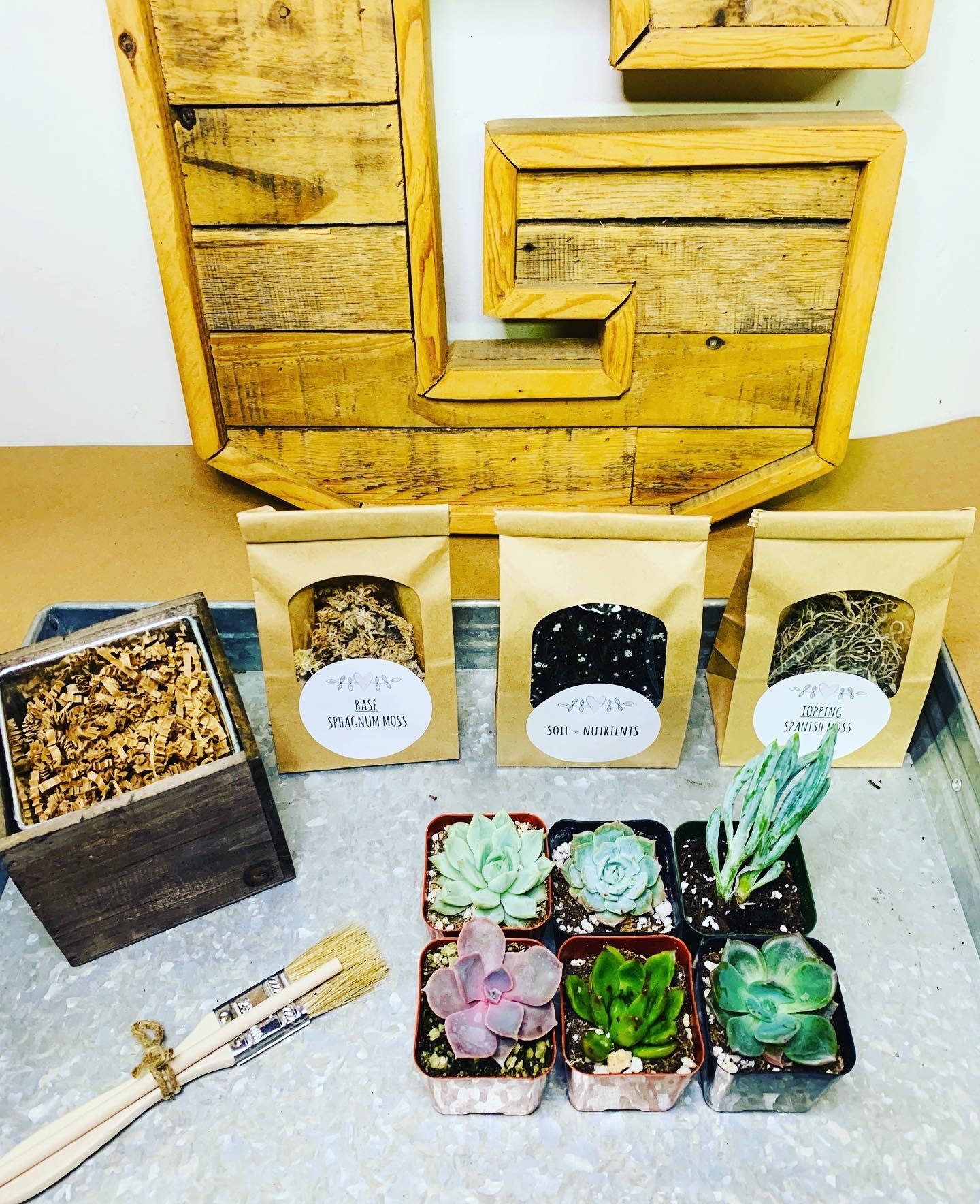 DIY Succulent Kits!!! - Etsy