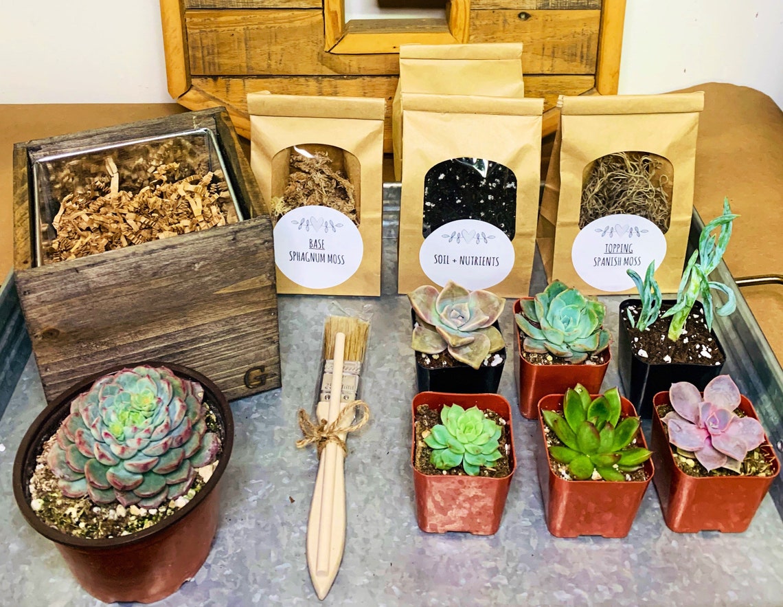DIY Succulent Kits | Etsy