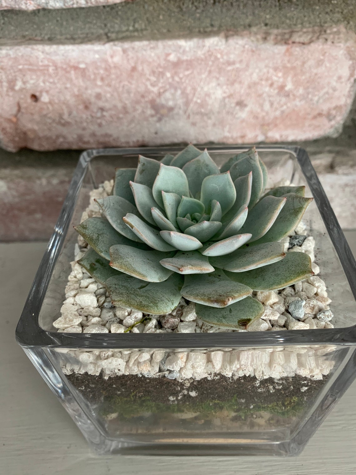 Beautiful DIY Terrarium Kit With Square Glass Jar | Etsy