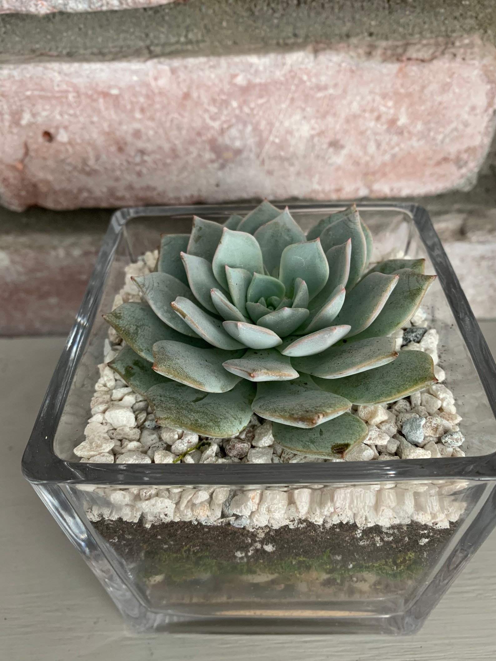 Beautiful DIY Terrarium Kit With Square Glass Jar - Etsy