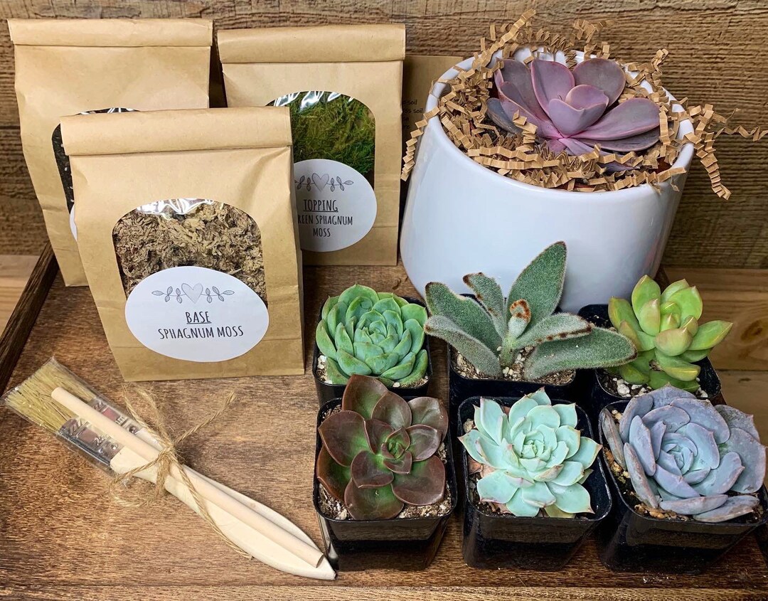 Custom DIY Succulent Kit!! - Etsy