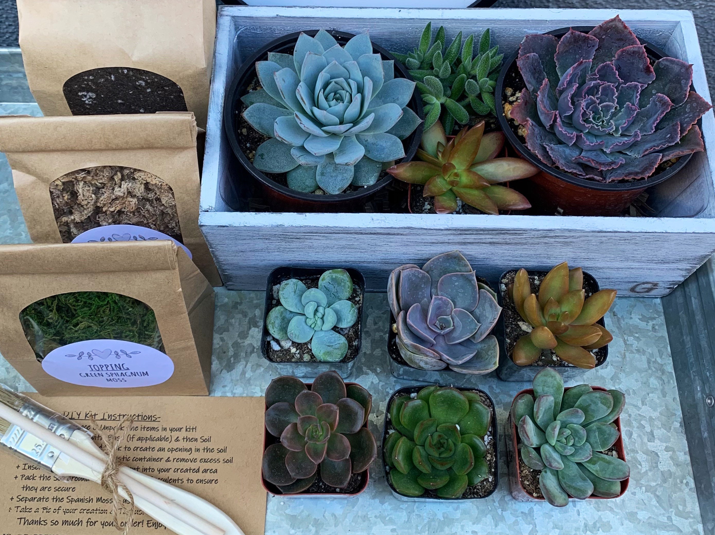 Diy Succulent Kit W/ Stunning Wood Box - Etsy