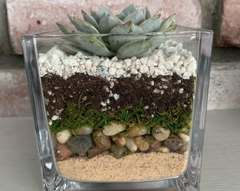 Square Terrarium - Etsy