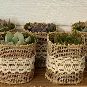 Succulents Wrapped in Burlap & Lace!! - Etsy
