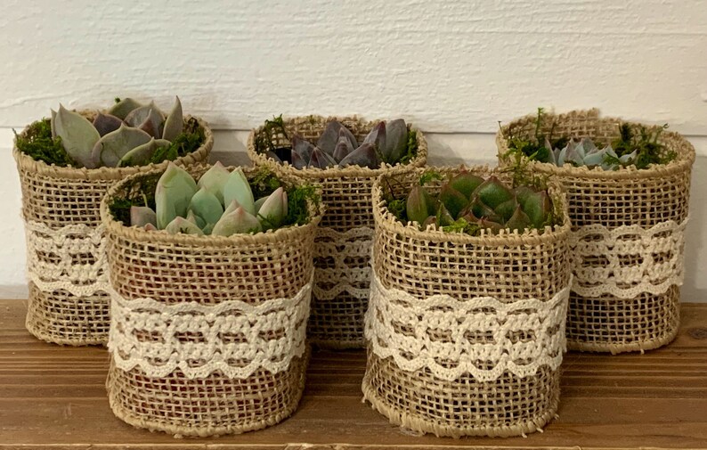 Succulents Wrapped in Burlap & Lace - Etsy