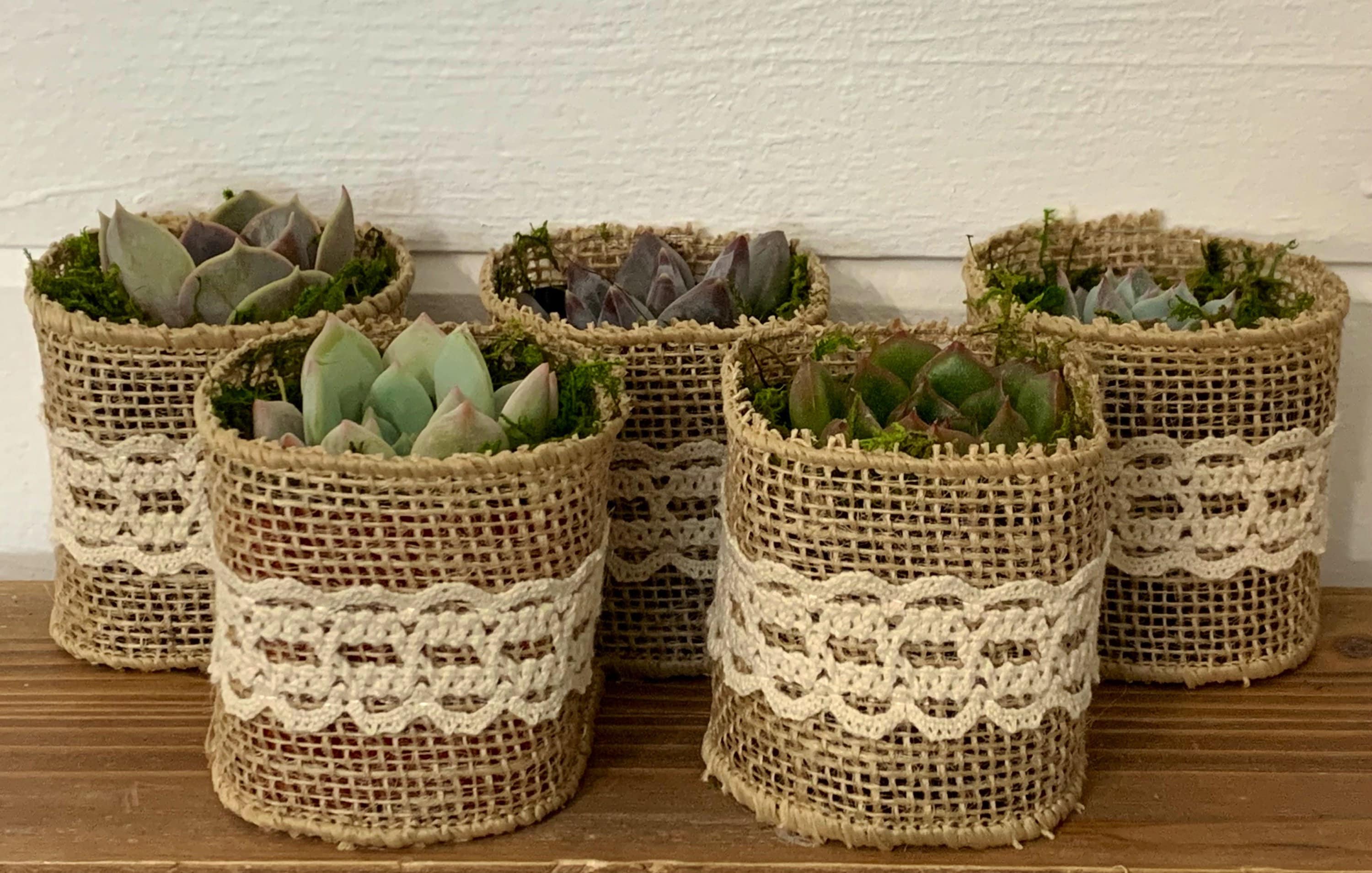 Succulents Wrapped in Burlap & Lace!! - Etsy