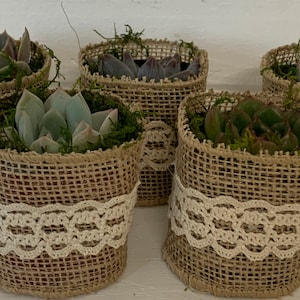 Succulents Wrapped in Burlap & Lace!! - Etsy