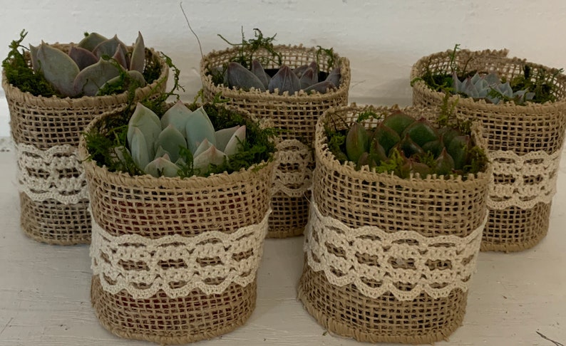 Succulents Wrapped in Burlap & Lace - Etsy