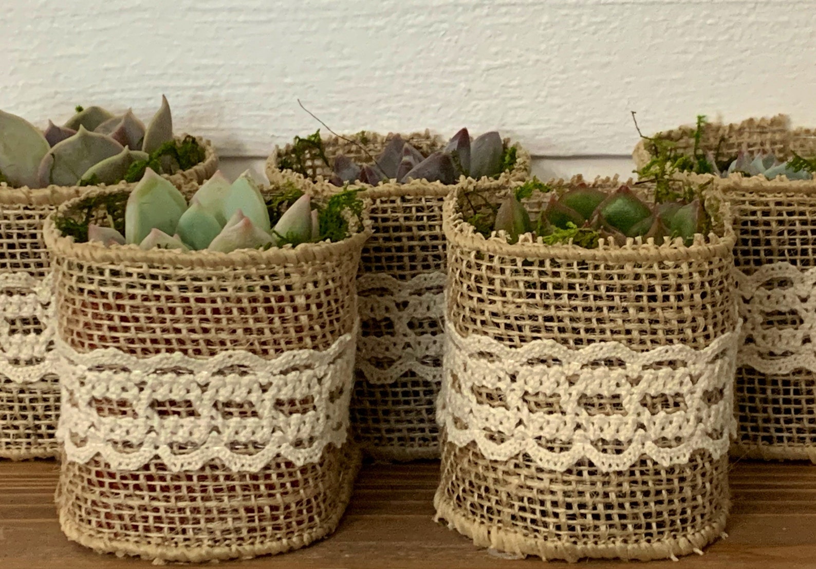 Succulents Wrapped in Burlap & Lace!! - Etsy