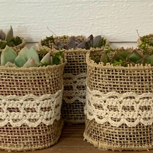 Succulents Wrapped in Burlap & Lace!! - Etsy