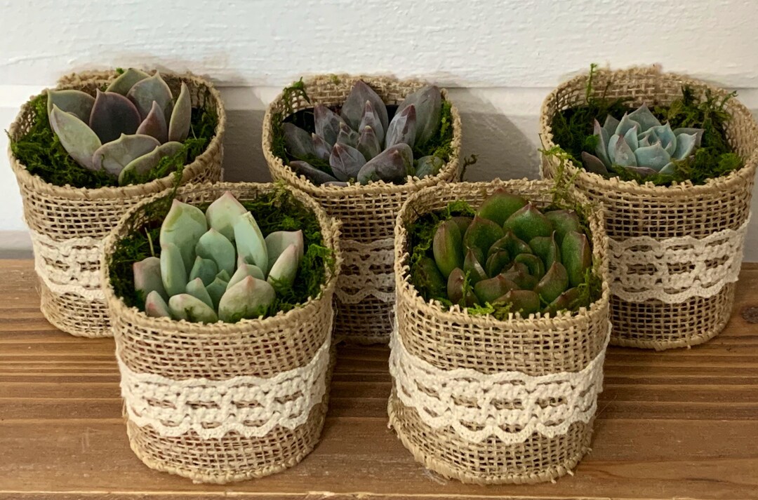 Succulents Wrapped in Burlap & Lace!! - Etsy