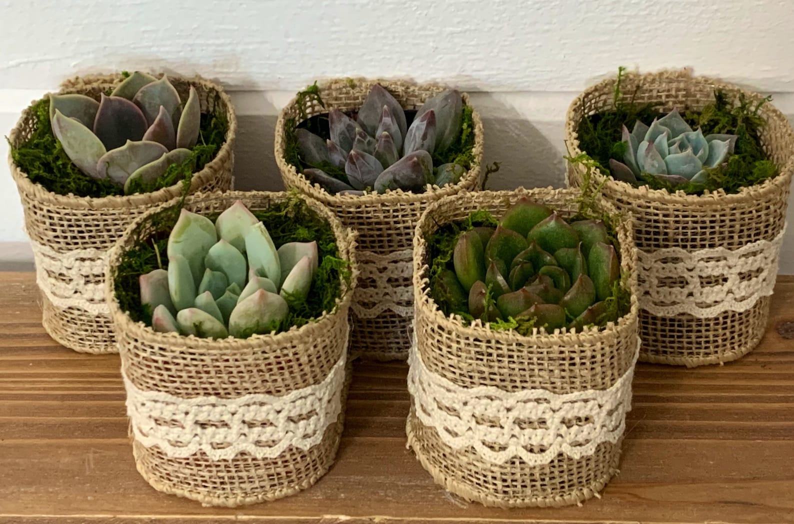 Succulents Wrapped in Burlap & Lace!! - Etsy