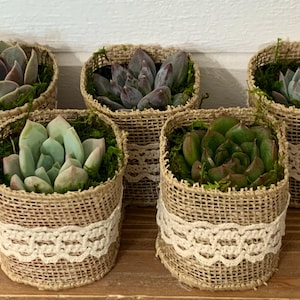 Succulents Wrapped in Burlap & Lace!! - Etsy