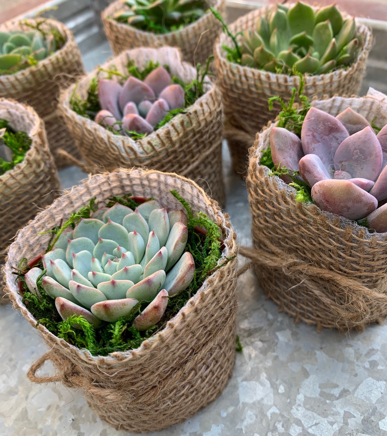 Mini Succulents Wrapped in Burlap!! - Etsy
