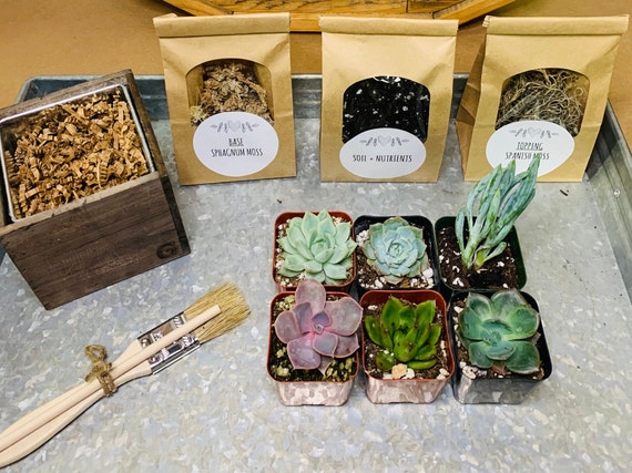 Small DIY Succulent Kit Free Shipping | Etsy