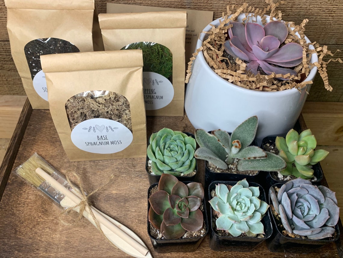 Custom DIY Succulent Kit | Etsy