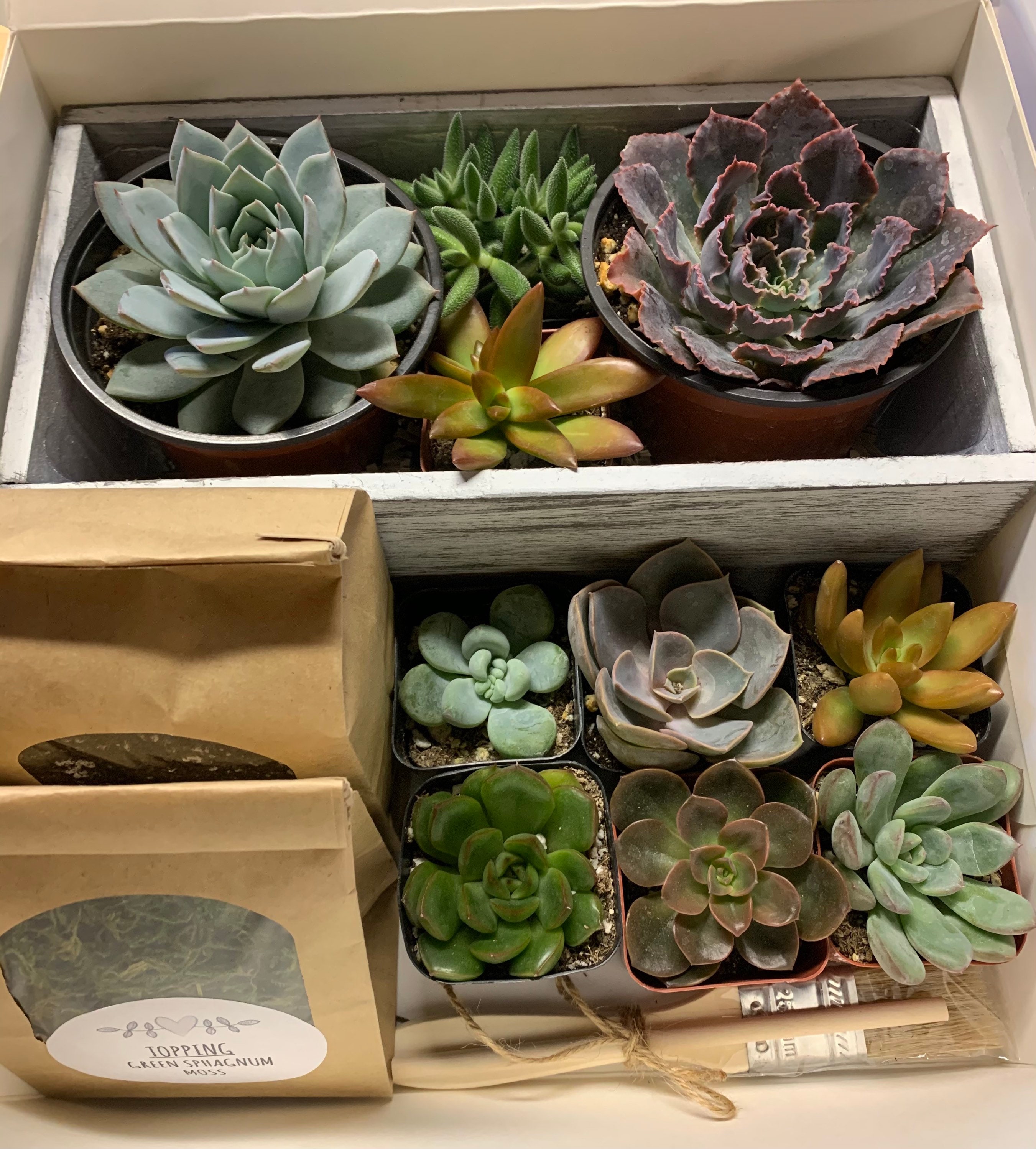 Diy Succulent Kit W/ Stunning Wood Box - Etsy