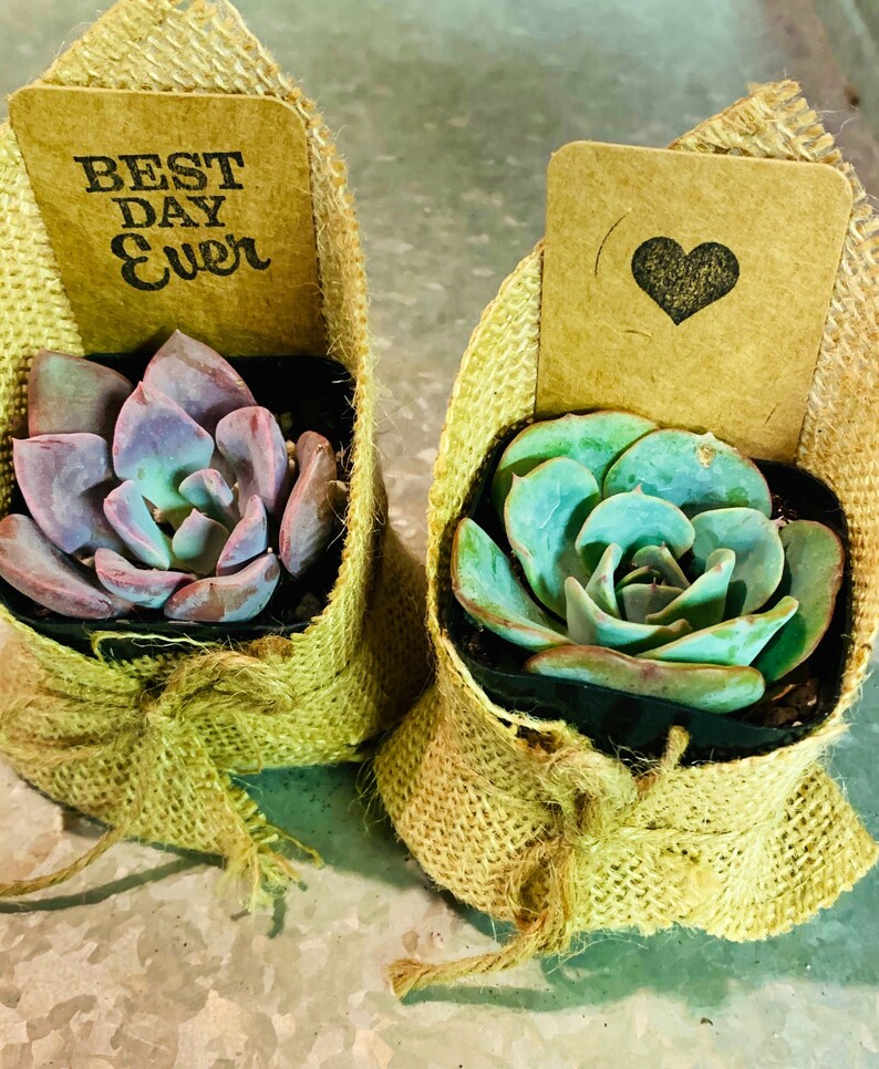 Burlap Wrapped Mini Succulents - Etsy