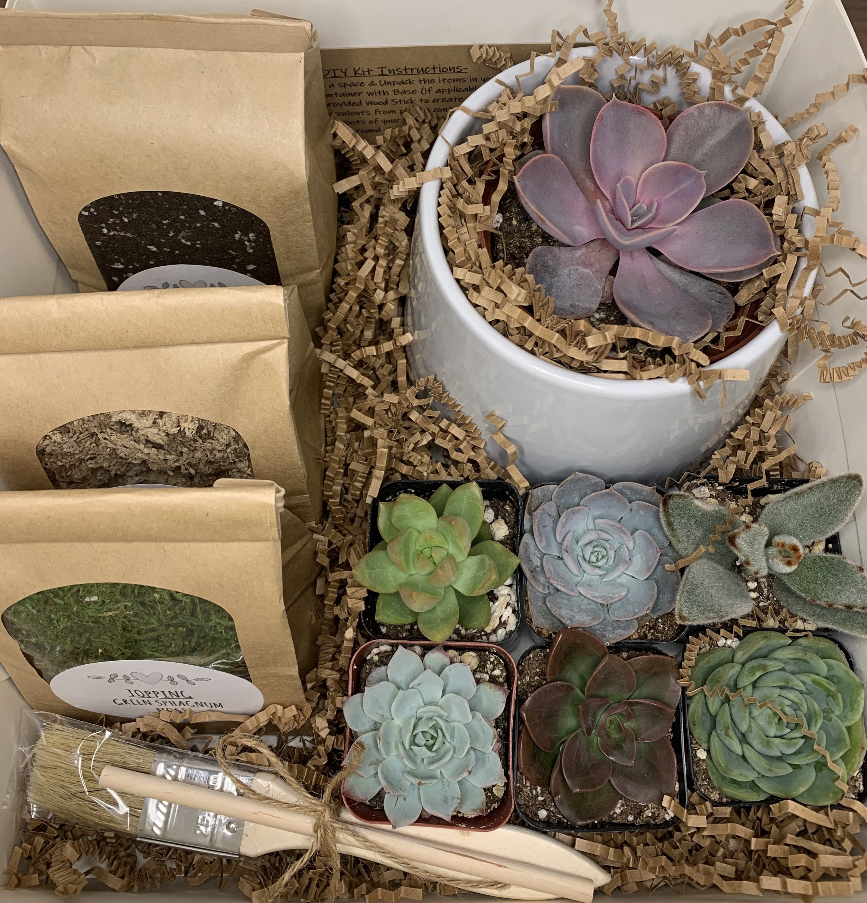Custom DIY Succulent Kit | Etsy
