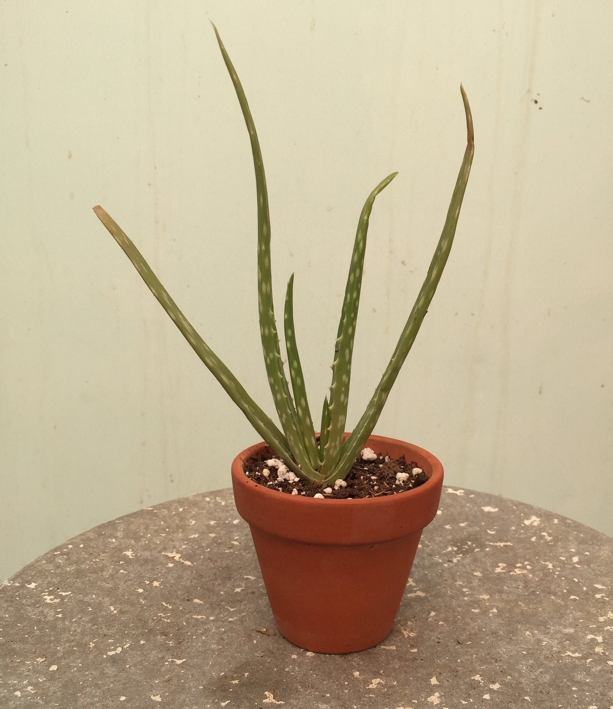 How To Use Aloe Vera Plant On Burns at Susan Callahan blog