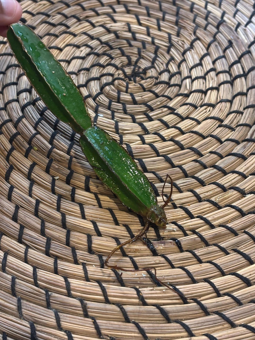 3- Pirandai Cissus Quadrangularis Plant Cutting With Roots| Hadjod ...