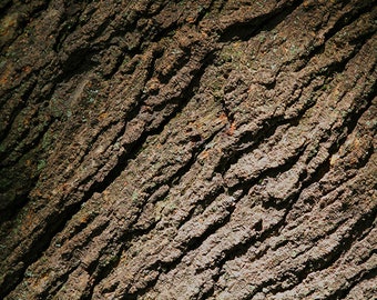 Trees of the Northeast Hardwood Bark Poster 18x24: - Etsy