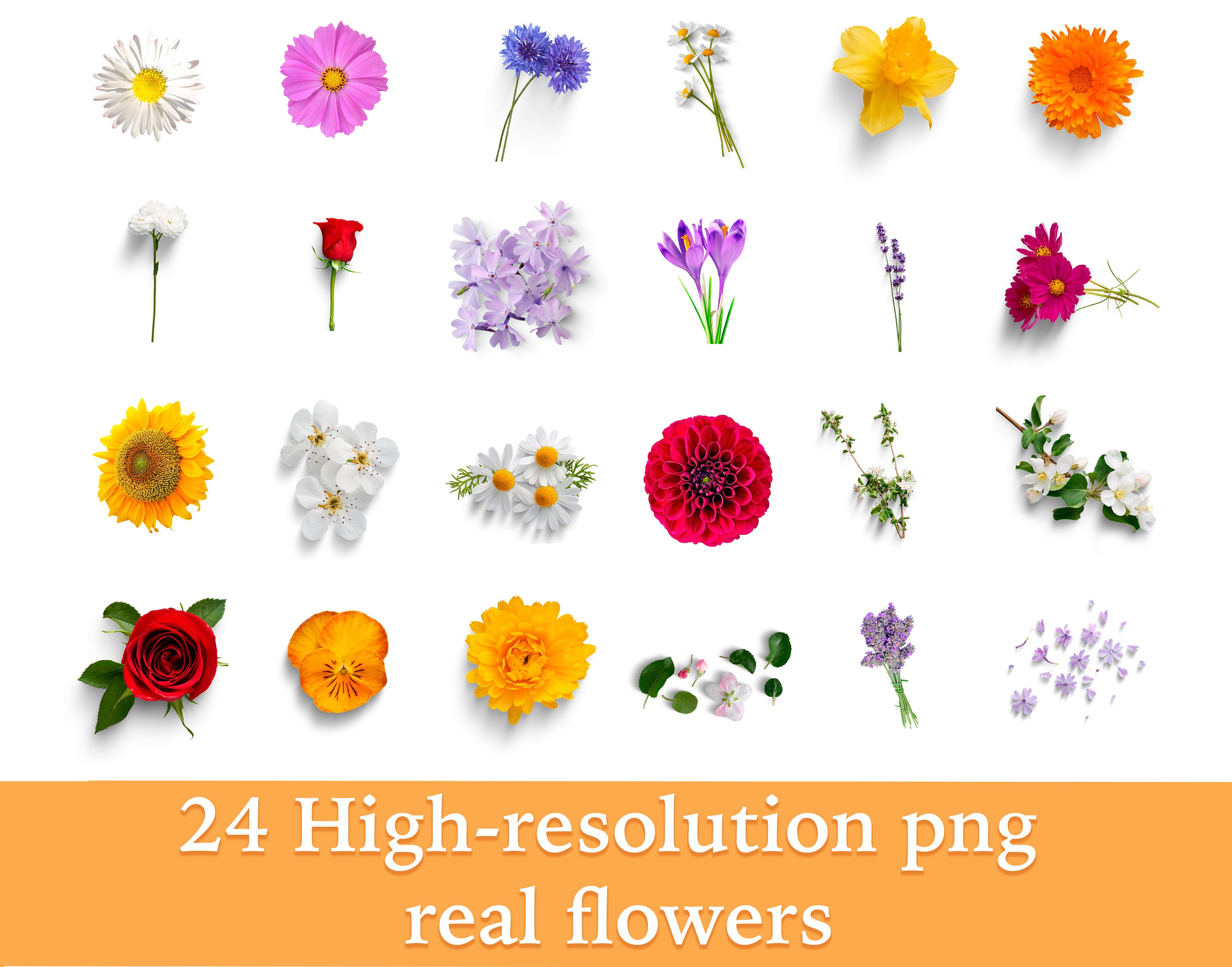 24 High-resolution Flowers Overlays, Photoshop Overlay, Photo Prop ...
