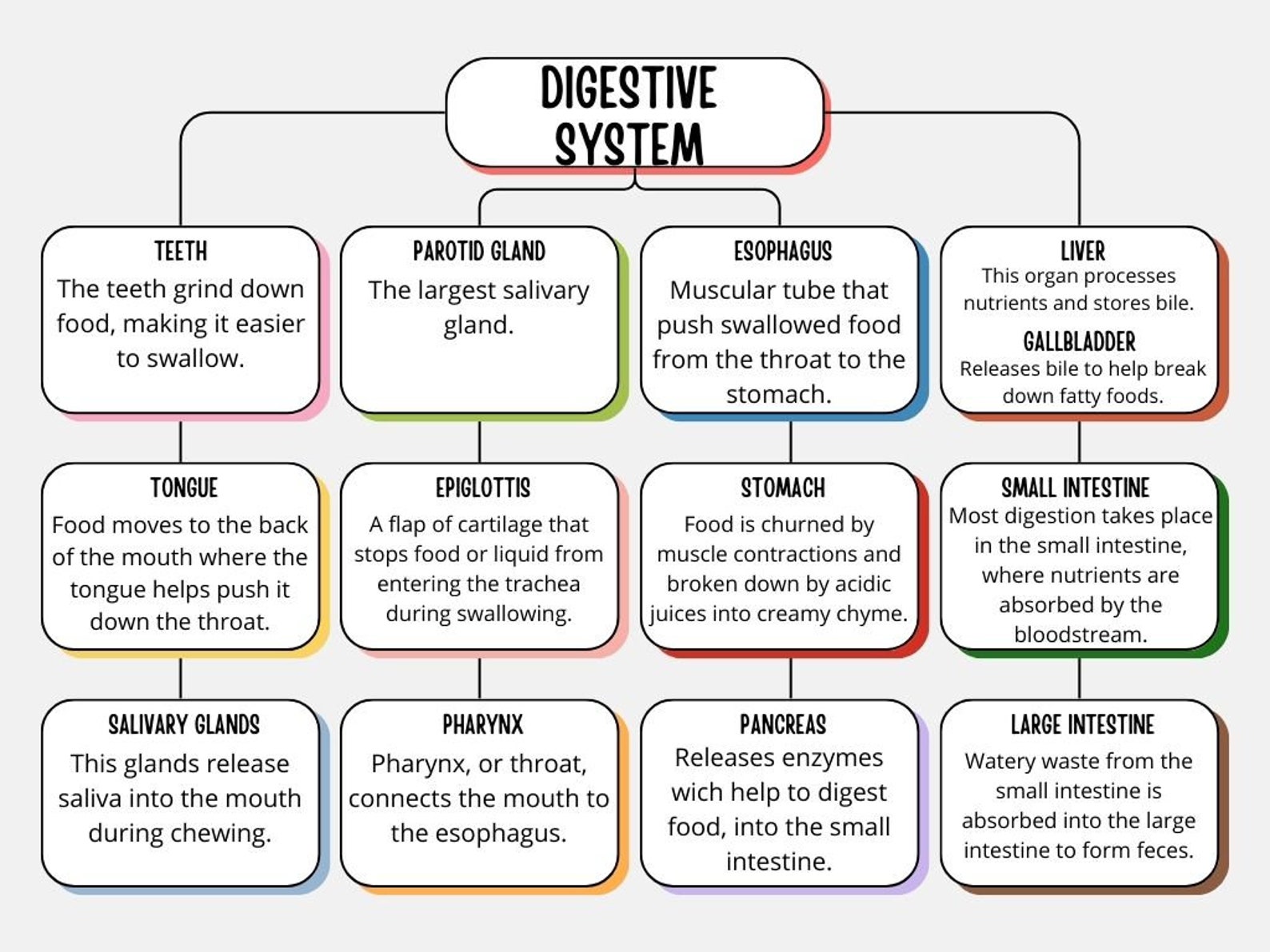Digestive System Conceptual Map - Etsy