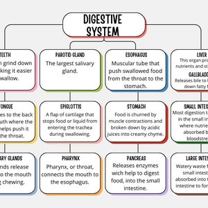 Digestive System Conceptual Map - Etsy