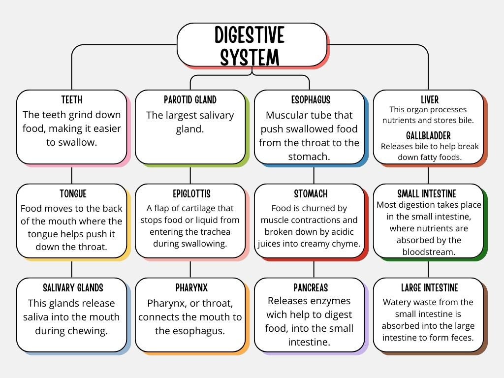 Digestive System Conceptual Map - Etsy