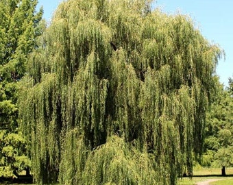 One Dwarf Weeping Willow Tree Cutting Excellent Bonsai Tree | Etsy