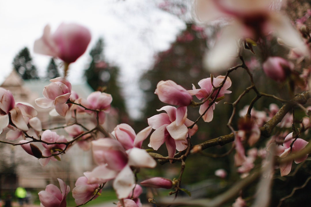 Magnolia Wall Art, Magnolia Tree, Seattle Flower Photo, Minimalist ...