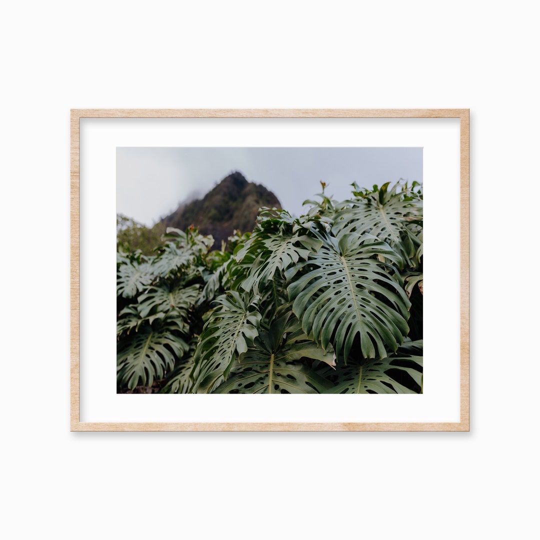 Monstera Leaves Digital Download / Hawaii Photo / Maui Photo / Hawaii ...
