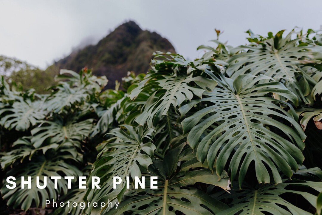 Monstera Leaves / Maui Photo / Hawaii Wall Art / Maui Photo / Tropical ...