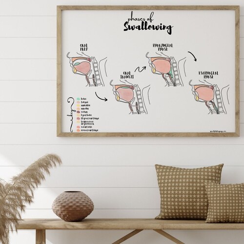 A&P 4 Phases of Swallowing Instructional Poster SLP Speechie - Etsy