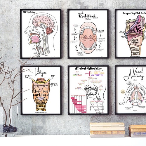Anatomy Oral Mech & Articulation SLP Labeled Posters Set - Etsy