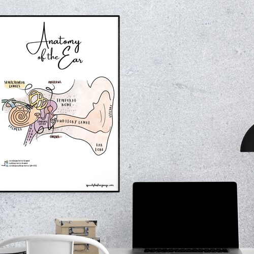 A&P Vocal Anatomy Labeled Poster SLP Speechie Educational - Etsy