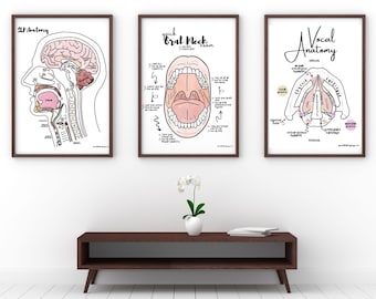 Anatomy & Physiology SLP Labeled Posters Set of 3 Speechie - Etsy