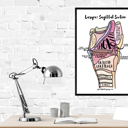 Anatomy & Physiology Larynx: Sagittal Section Labeled Poster - Etsy