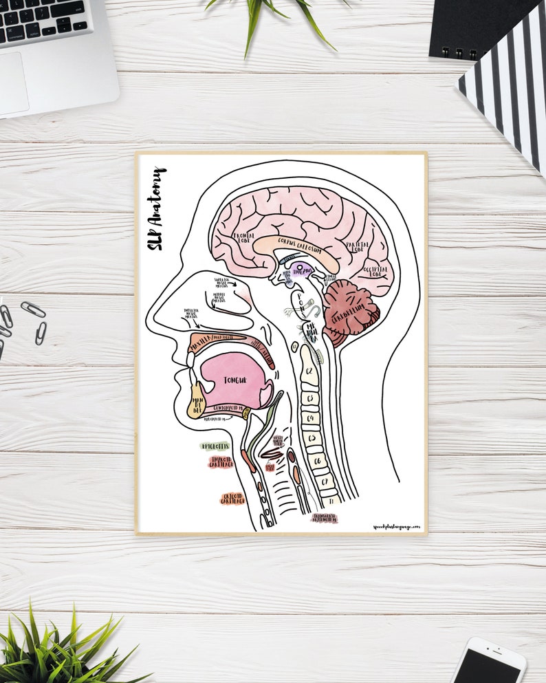Speech Therapy Art Prints, SLP Anatomy, Oral Mech Exam, Articulation ...