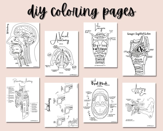 Anatomy Coloring Pages Of Respiratory [2025]